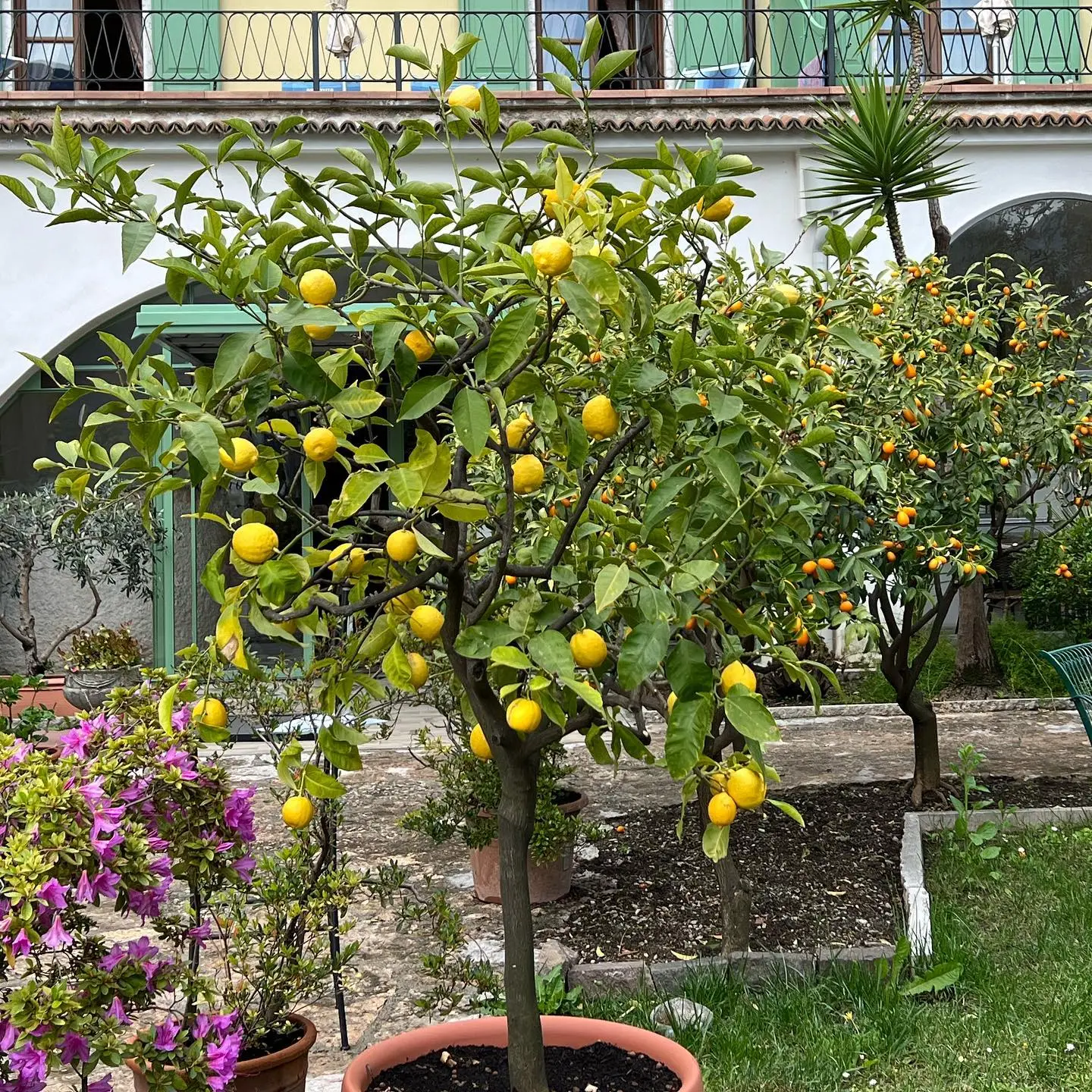 Zitronenbaum Wassertriebe Erkennen