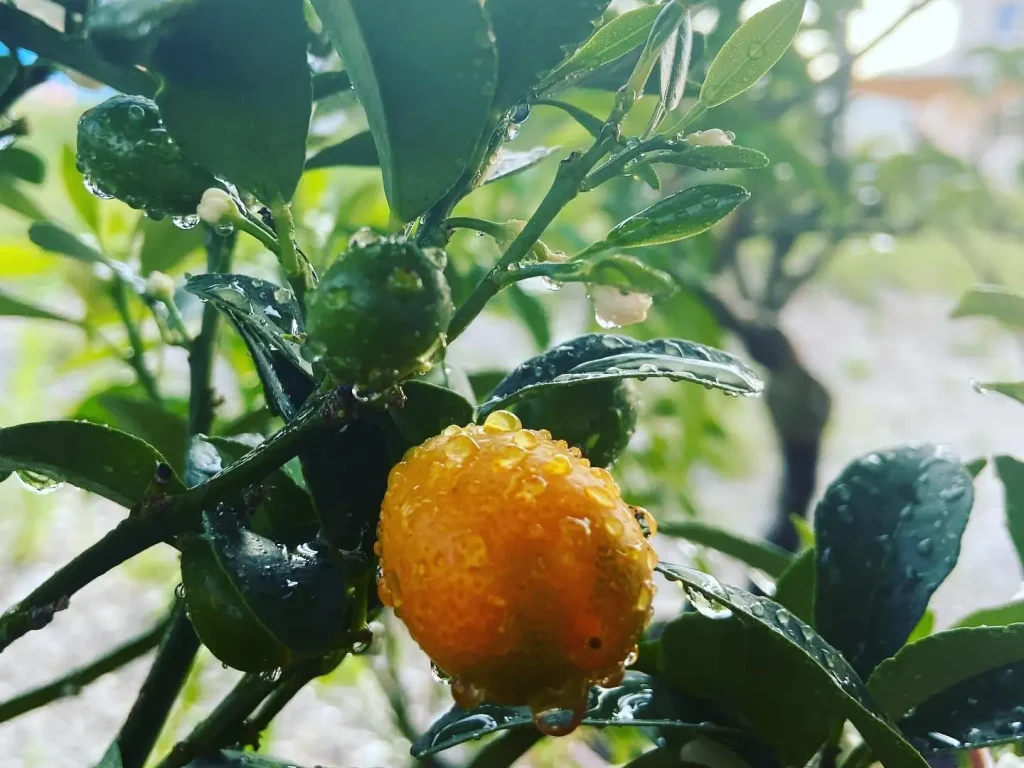 Zitronenbaum Pflege - So wächst dein Baum am besten