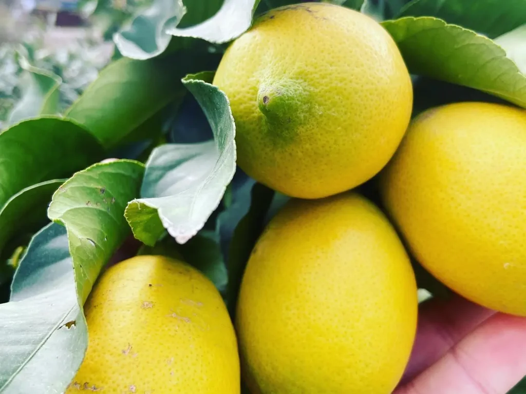 Zitronenbaum Pflege - So wächst dein Baum am besten