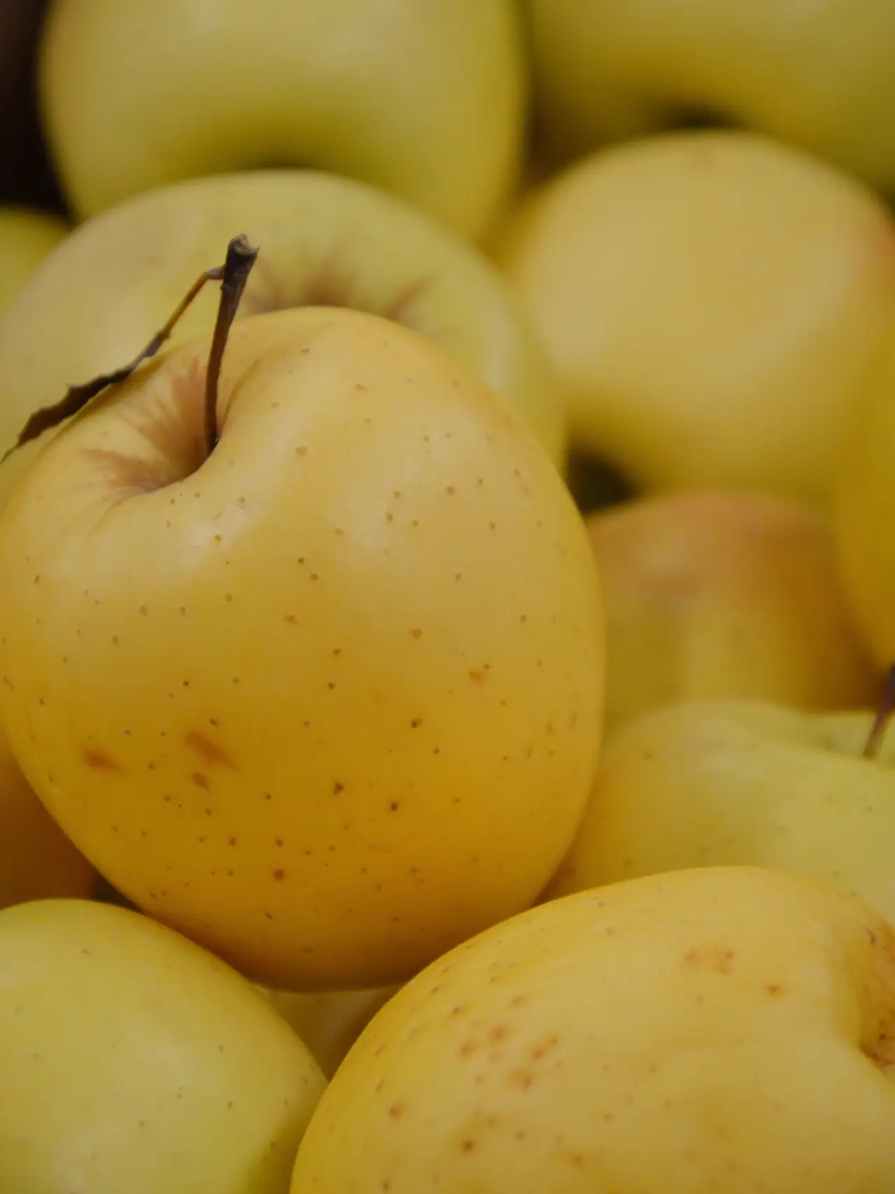 Die Gelbe Sächsische Renette - Der perfekte Mostapfel